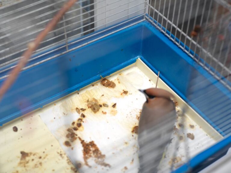 How to Clean a Bird Cage with the Bird Inside (3 Areas to Focus On ...