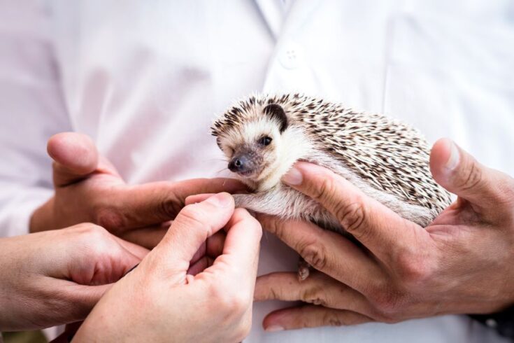 Why Is My Hedgehog Shaking? (When to Be Concerned) - Fur, Wings ...