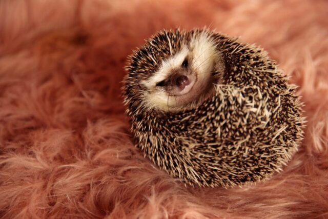 Is Your Hedgehog Not Moving? (What It Could Mean) - Fur, Wings, & Scaly ...