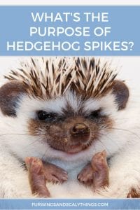 Are Hedgehog Spikes Painful? (And What Is Their Purpose?) - Fur, Wings ...