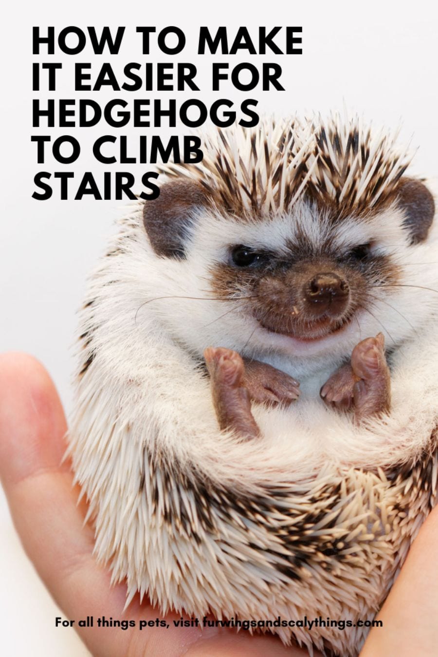 Can Hedgehogs Climb Stairs? (How to Make it Easier or More Difficult ...
