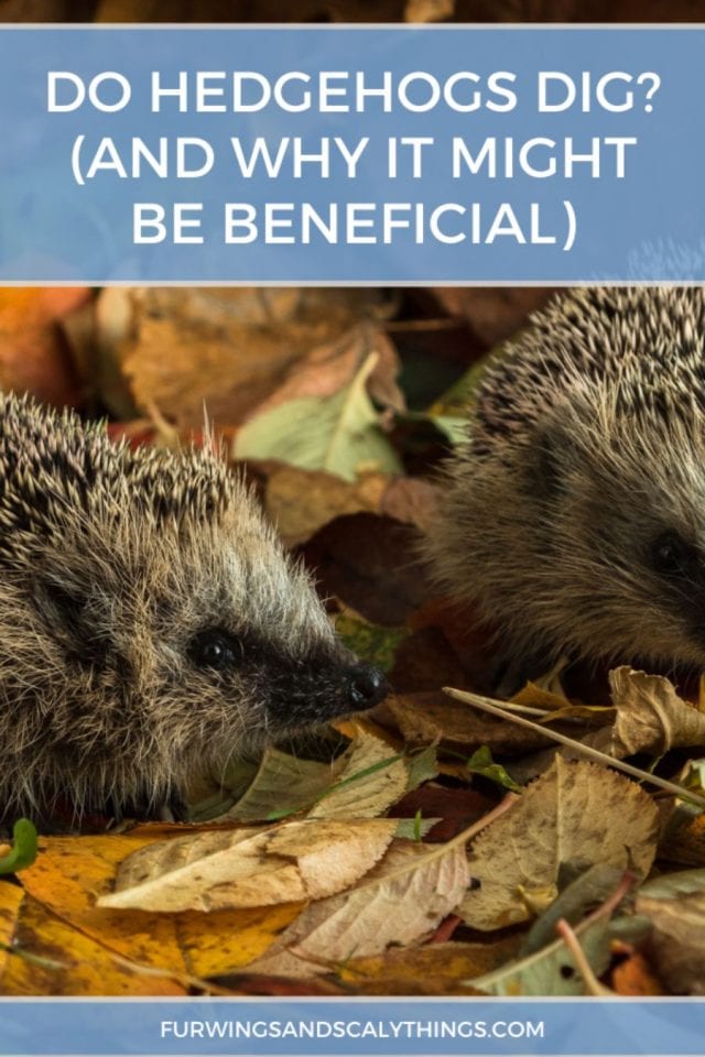 Do Hedgehogs Dig? (And Why It Might Be Beneficial) - Fur, Wings ...