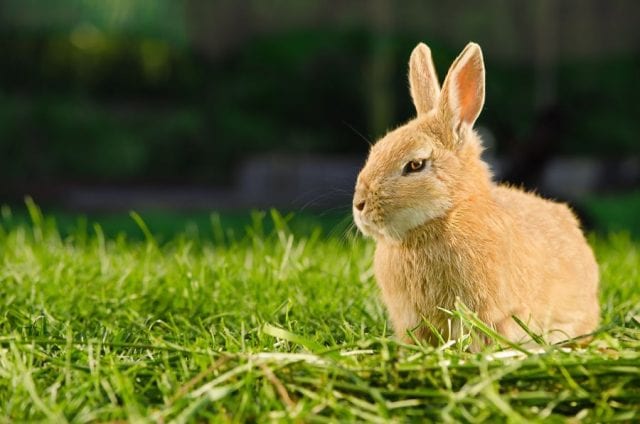 Why Do Rabbits Grunt? (Plus Other Common Noises You Should Know) - Fur ...