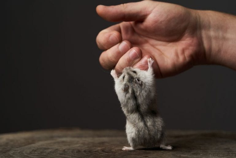 Why Is My Hamster Biting Me All of a Sudden? (And How to Stop it) - Fur ...