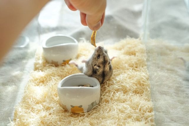Why Is My Hamster Biting Me All of a Sudden? (And How to Stop it) - Fur ...
