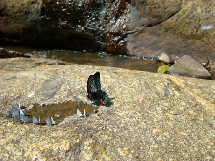 What Do Butterflies Need to Survive? - Fur, Wings, & Scaly Things