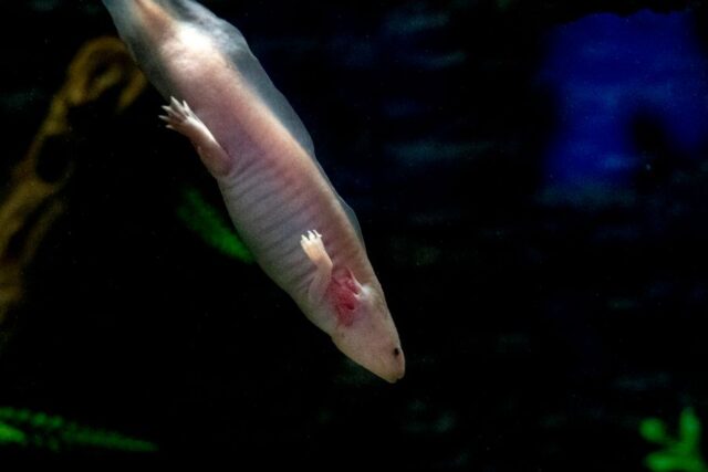 Why Is My Axolotl Floating? (3 Causes to Consider) - Fur, Wings ...
