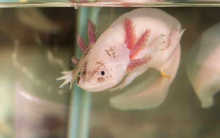 Why Is My Axolotl Floating? (3 Causes to Consider) - Fur, Wings ...