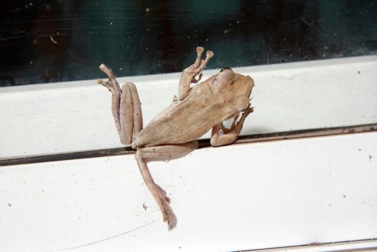 Can Frogs Climb Walls? (And How to Keep Them Out of Your Home) - Fur ...