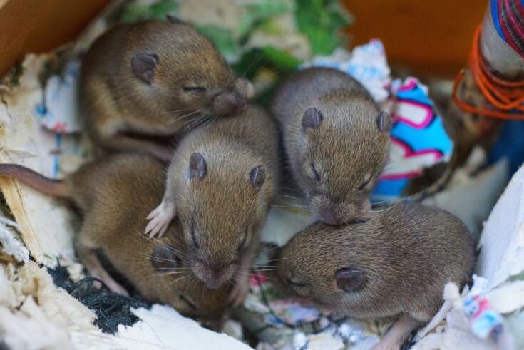 ¿Puedes Ayudar A Los Ratones Bebés A Sobrevivir Sin Su Madre? - Pieles ...