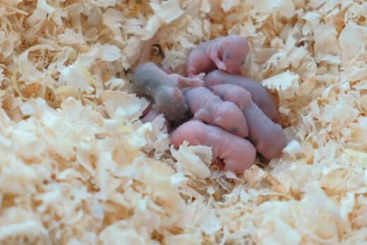 Can You Help Baby Mice Survive Without Their Mom? - Fur, Wings, & Scaly ...