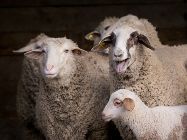 5 Common Reasons Why Sheep Baa at Night - Fur, Wings, & Scaly Things
