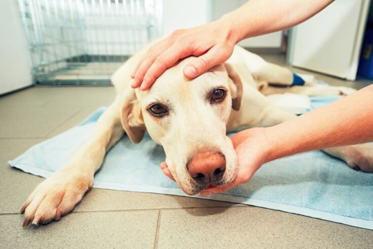 5 Easy Ways to Stop Your Dog From Eating Mulch - Fur, Wings, & Scaly Things