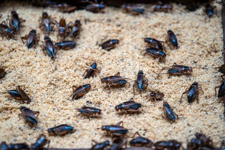 Why Are My Crickets Eating Each Other? (5 Possible Reasons) - Fur ...