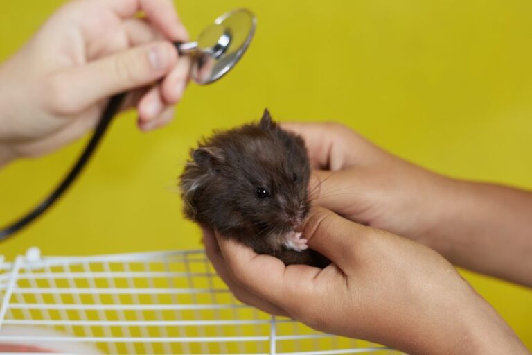 5 Possible Causes for a Hamster Losing Hair on Its Nose - Fur, Wings ...