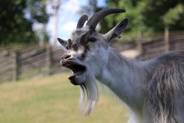 Are Goats Noisy? (5 Common Reasons They Make Noise) - Fur, Wings ...