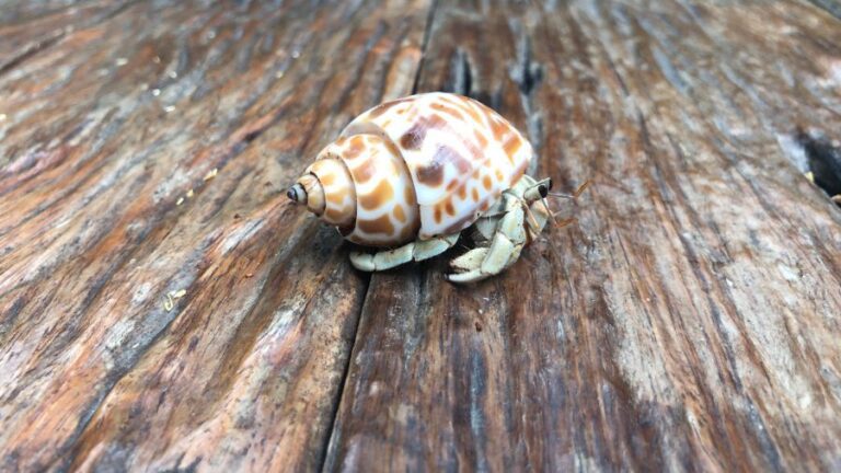 Can Hermit Crab Mites Spread to Humans? (And Are They Harmful?) - Fur ...