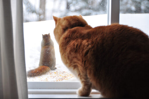 How to Keep Cats Off Window Sills (7 Tips that Actually Work) - Fur ...