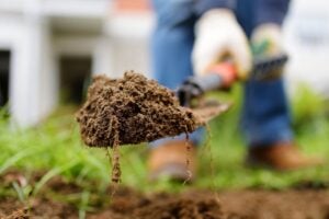 Why Are My Crickets Dying? (9 Common Causes) - Fur, Wings, & Scaly Things