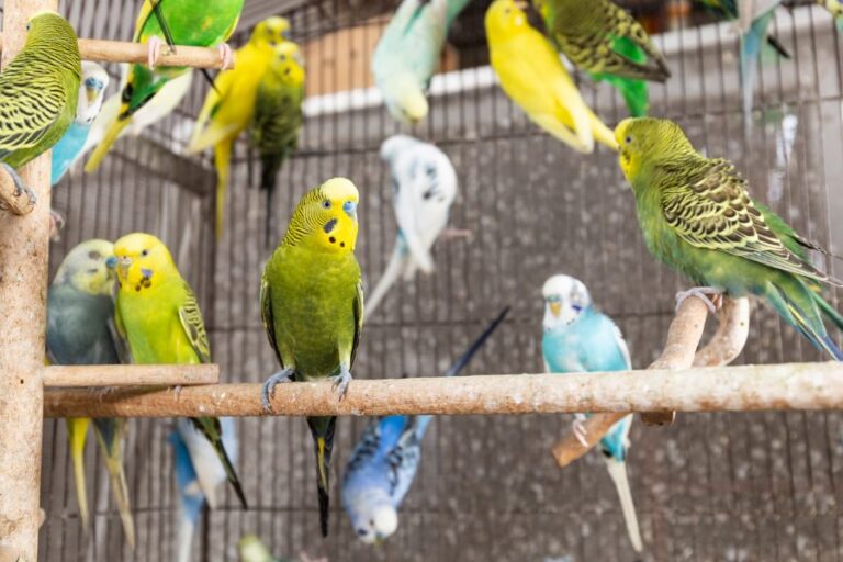 Why Are My Budgies Fighting? (8 Possible Reasons) - Fur, Wings, & Scaly ...