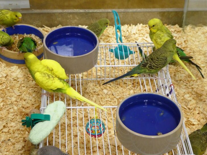 Why Are My Budgies Fighting? (8 Possible Reasons) - Fur, Wings, & Scaly ...