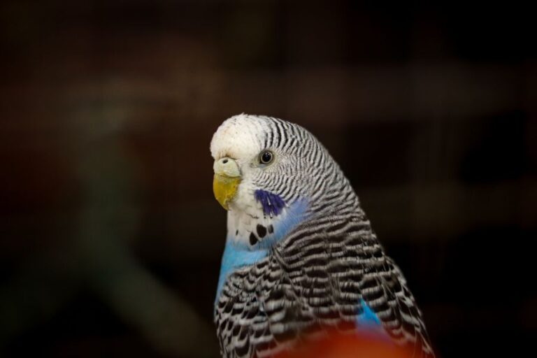 Why Are My Budgies Fighting? (8 Possible Reasons) - Fur, Wings, & Scaly ...