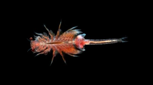 What Can I Feed My Sea Monkeys? (With and Without a Kit) - Fur, Wings ...