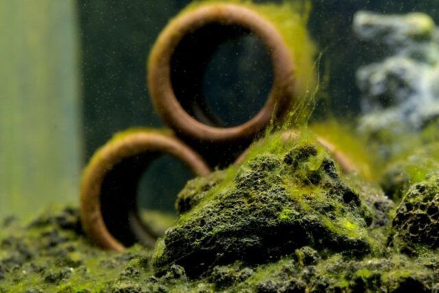 What Can I Feed My Sea Monkeys? (With and Without a Kit) - Fur, Wings ...