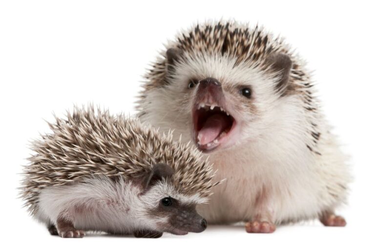 Are Hedgehogs Noisy? (13 Common Noises They Make) - Fur, Wings, & Scaly ...