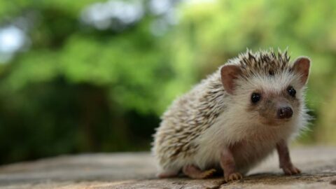 How to Tell a Hedgehog’s Age (Is It Even Possible?) - Fur, Wings ...