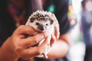 How to Calm a Hedgehog (Plus 8 Ways to Bond with Them) - Fur, Wings ...