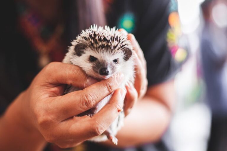 How to Calm a Hedgehog (Plus 8 Ways to Bond with Them) - Fur, Wings ...