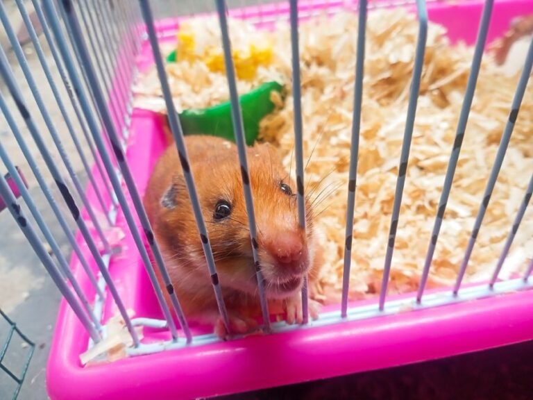 Why Does My Hamster Stare at Me? (The Most Common Reasons) - Fur, Wings ...
