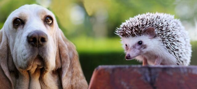 Are Hedgehogs Dangerous? (3 Ways They Can Be) - Fur, Wings, & Scaly Things