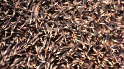 Do Hedgehogs Shed? (Quilling 101) - Fur, Wings, & Scaly Things