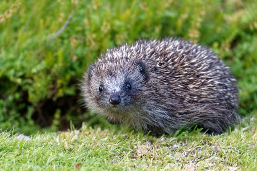 Are Hedgehogs Hypoallergenic? (Yes, and This Is Why) - Fur, Wings ...