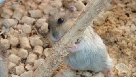 What Can Hamsters Chew On? (The Best and Worst Options) - Fur, Wings ...