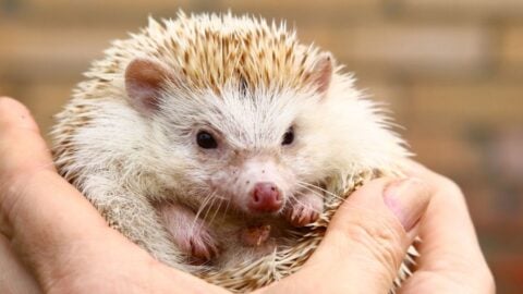How to Get a Hedgehog to Like You (4 Simple Tips) - Fur, Wings, & Scaly ...