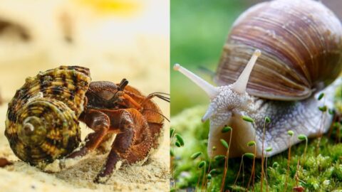 Hermit Crab vs. Snail (Which Is the Better Pet?) - Fur, Wings, & Scaly ...