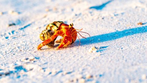 The Hermit Crab Life Cycle (Details of Each Stage) - Fur, Wings ...