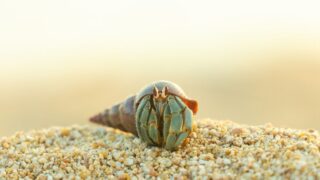 The Hermit Crab Life Cycle (Details of Each Stage) - Fur, Wings ...