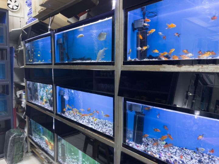 6 Great Ways to Sell a Fish Tank Quickly - Fur, Wings, & Scaly Things