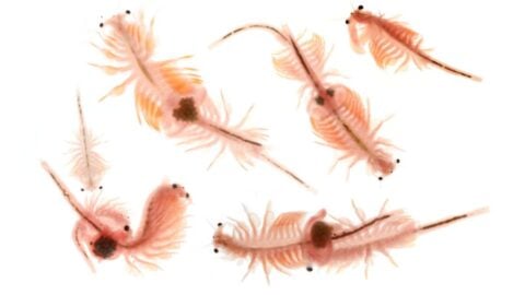 Sea Monkey Care Guide for Beginners - Fur, Wings, & Scaly Things