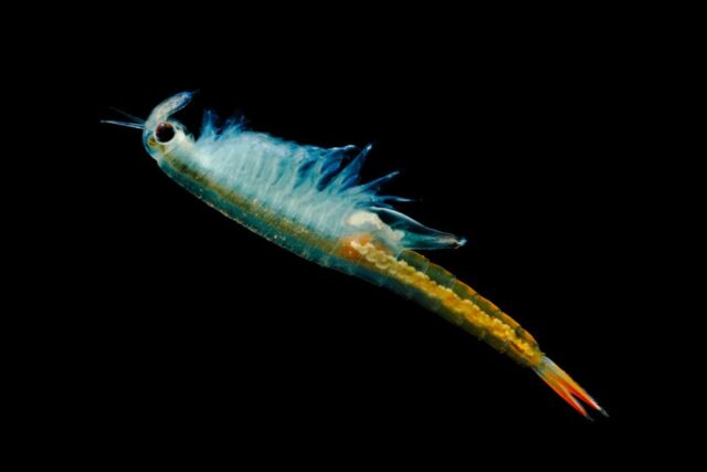 Are Sea Monkeys Just Brine Shrimp? - Fur, Wings, & Scaly Things