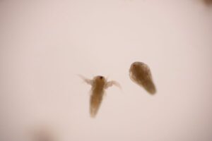 Sea Monkey Breeding Guide (Everything You Need to Know) - Fur, Wings ...