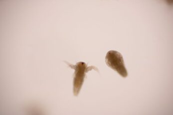 Sea Monkey Breeding Guide (Everything You Need to Know) - Fur, Wings ...