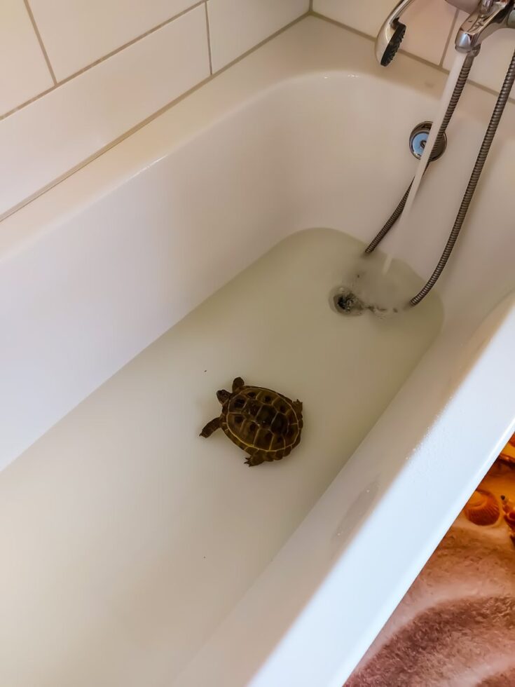 Why Is My Tortoise Not Pooping? - Fur, Wings, & Scaly Things
