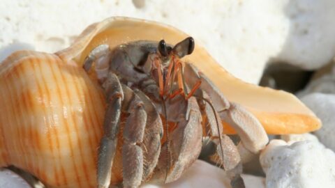 Everything You Need to Know About Hermit Crab Vision - Fur, Wings ...