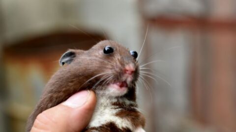 6 Potential Causes of a Hamster's Eyes Bulging - Fur, Wings, & Scaly Things
