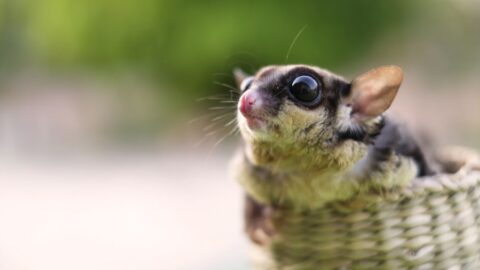 How to Care for Sugar Gliders (Beginner's Guide) - Fur, Wings, & Scaly ...